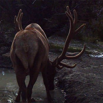 Elk Age Objectives – Never Stop Hunting