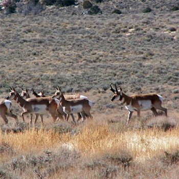2016 Antelope Harvest Stats – Never Stop Hunting