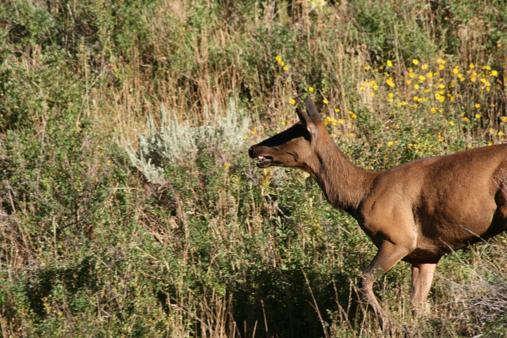 Updates – Never Stop Hunting